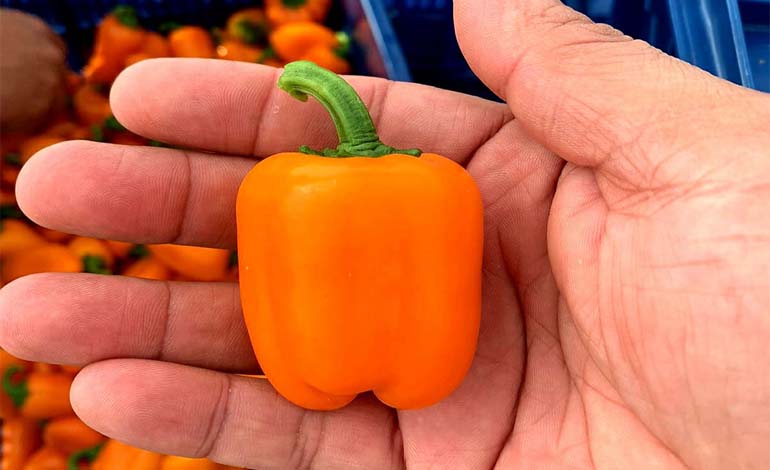 Otra empresa se dedicará a la exportación de chiles de colores - HONDU ...